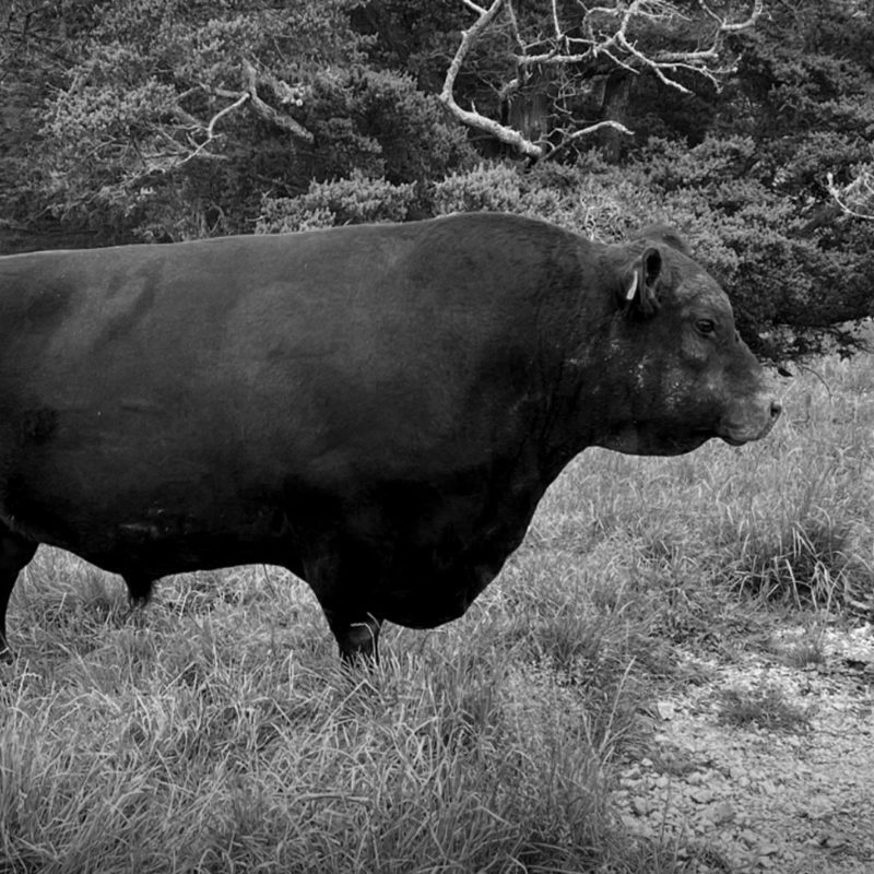 Oakridge Farm - Oakridge Farm